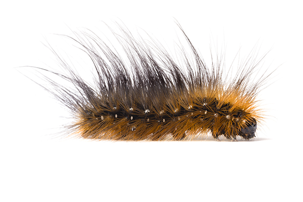 De groei van de Grote Beer rups in 22 foto's - Marlonneke Willemsen